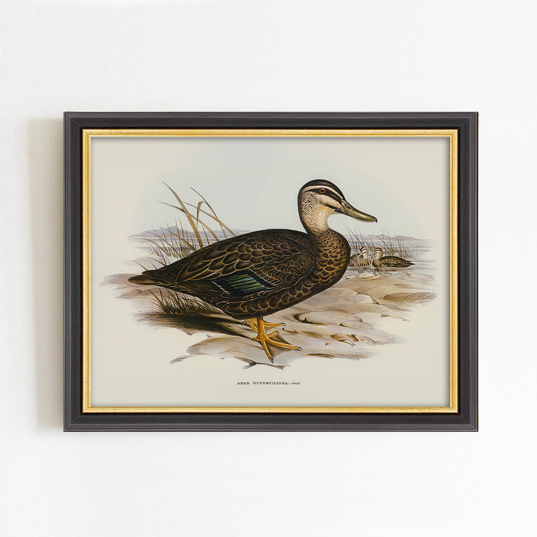 Sitting Duck Portrait Art Print – Paper House Print Shop